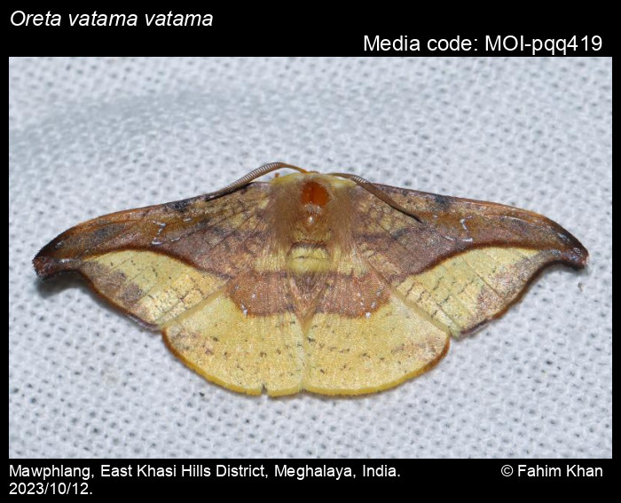 Oreta vatama Moore, [1866] - | Moths